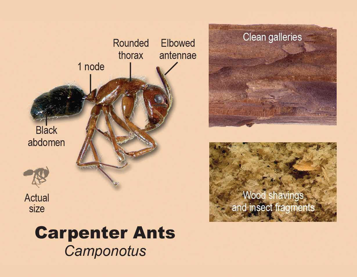 Carpenter Ants - Inspection Gallery - InterNACHI®