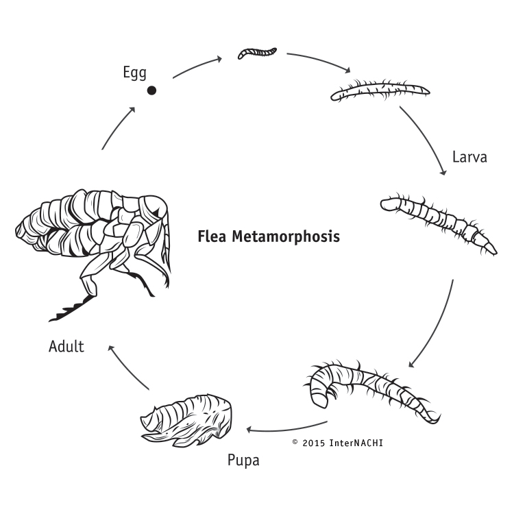 Flea Metamorphosis - Inspection Gallery - InterNACHI®