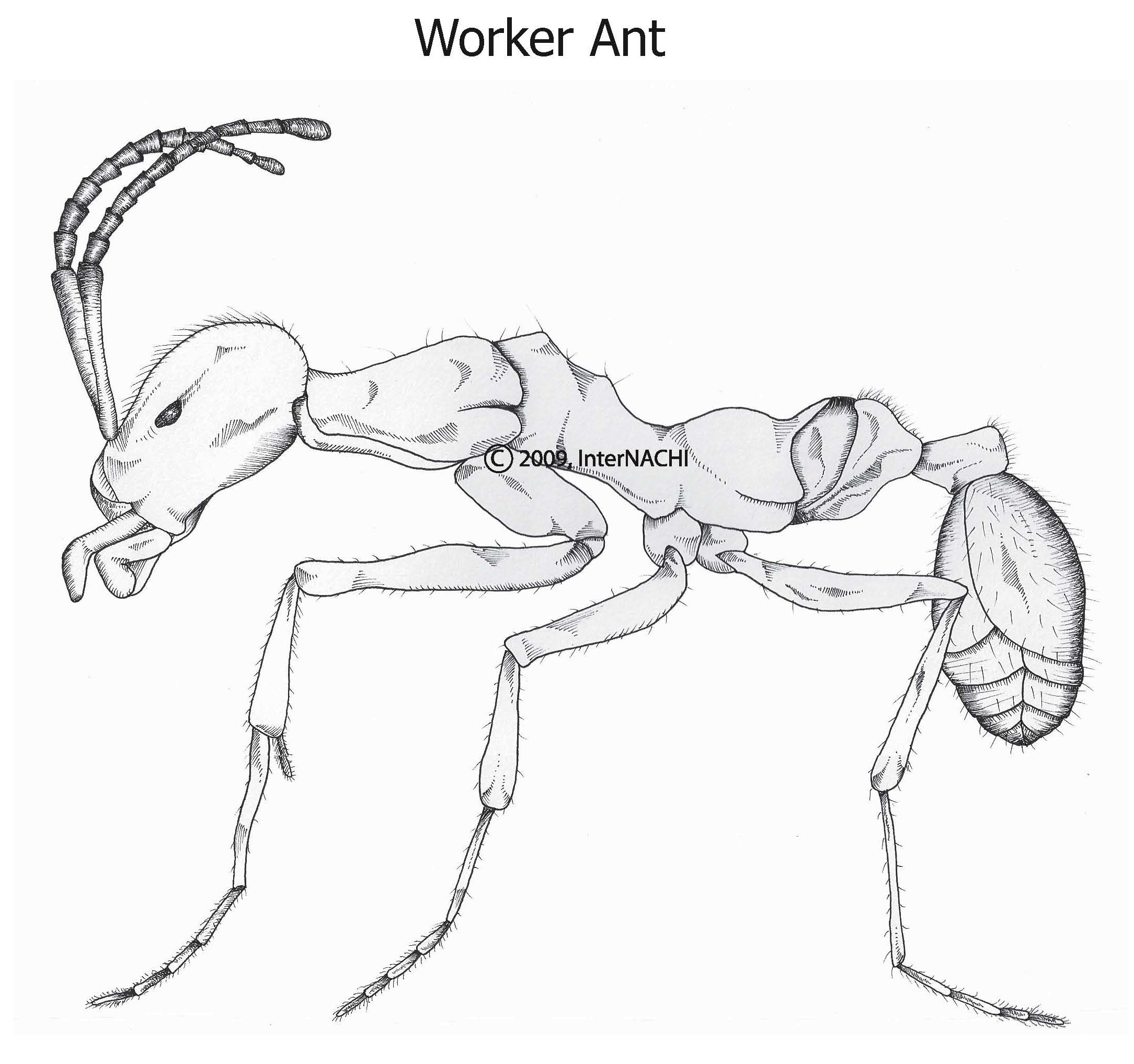 Worker Ant - Inspection Gallery - InterNACHI®