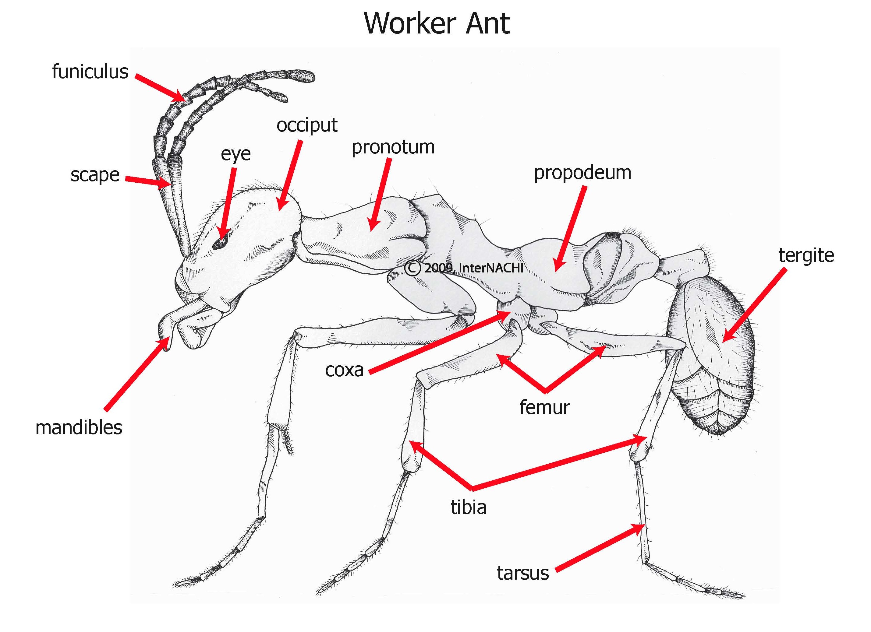 Worker Ant - Inspection Gallery - InterNACHI®