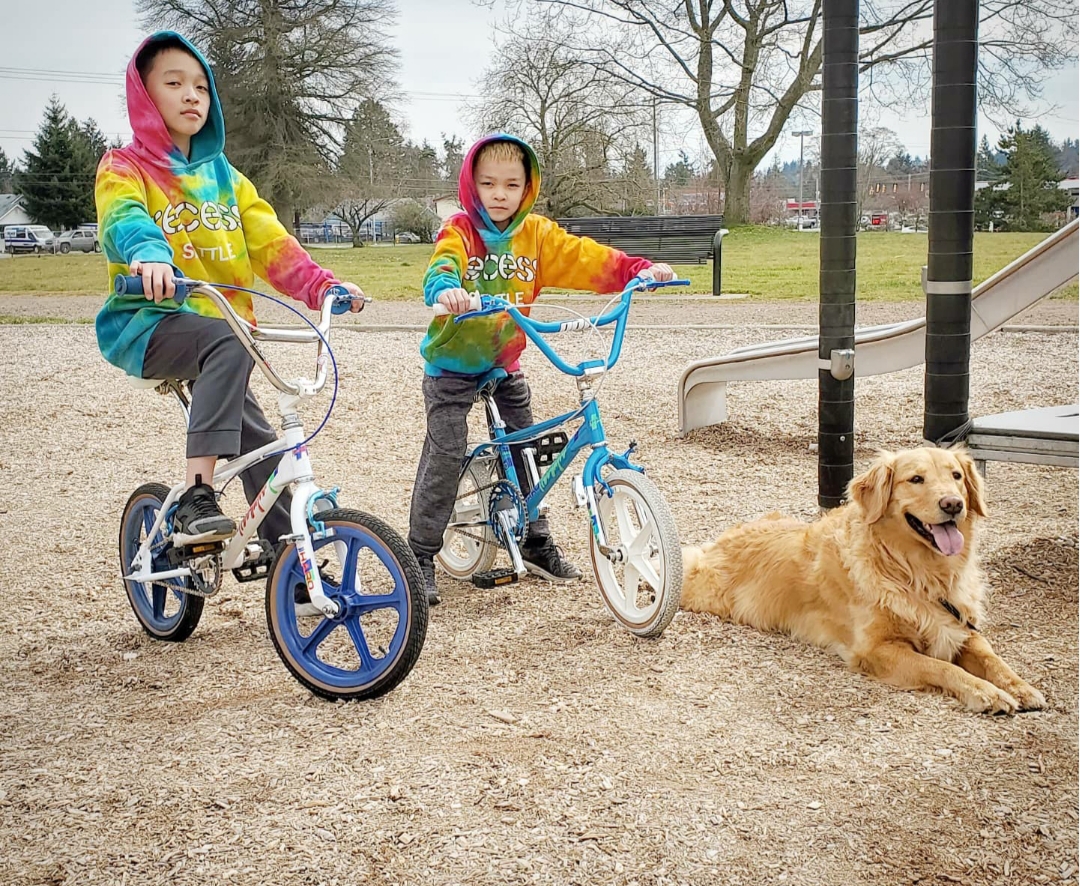 PIT BIKES CATCHALL - BMXmuseum.com Forums