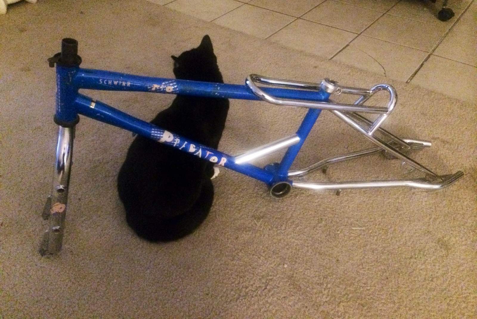 Cats in your BMX pictures. - BMXmuseum.com Forums