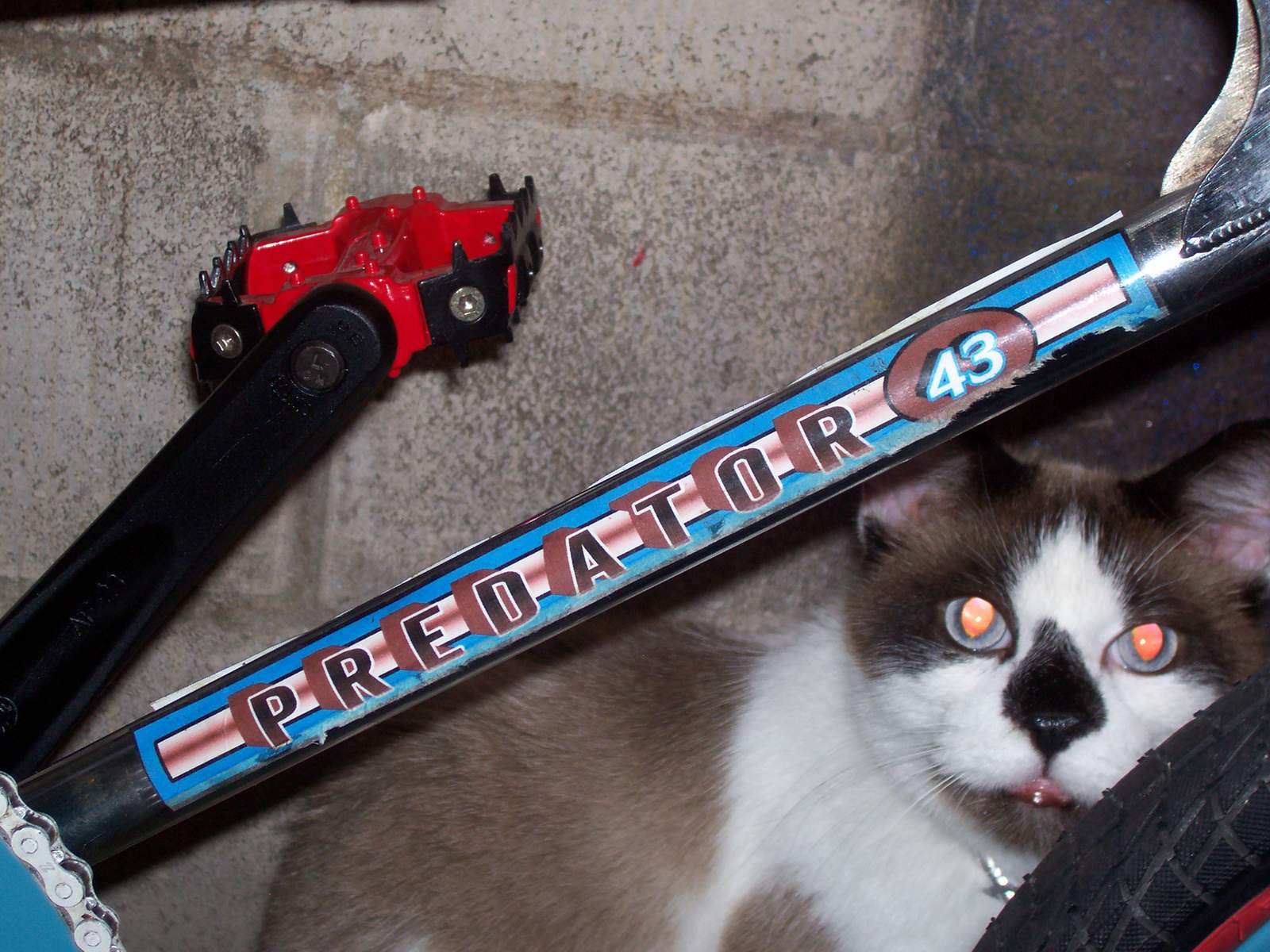 Cats in your BMX pictures. - BMXmuseum.com Forums
