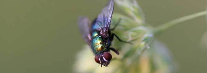 O que é miíase, causas, tipos, tratamentos e mais | MS