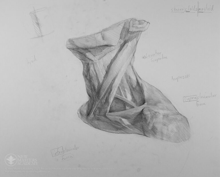 How to Draw the Muscles of the Neck | New Masters Academy