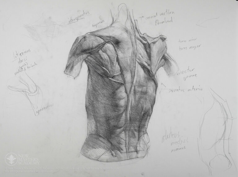 How to Draw the Muscles of the Torso | New Masters Academy