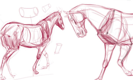 Introduction to Animal Anatomy | New Masters Academy