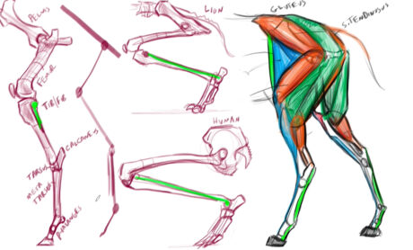 Introduction to Animal Anatomy | New Masters Academy