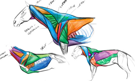 Introduction to Animal Anatomy | New Masters Academy