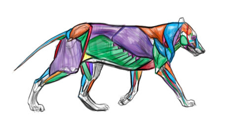 Introduction to Animal Anatomy | New Masters Academy