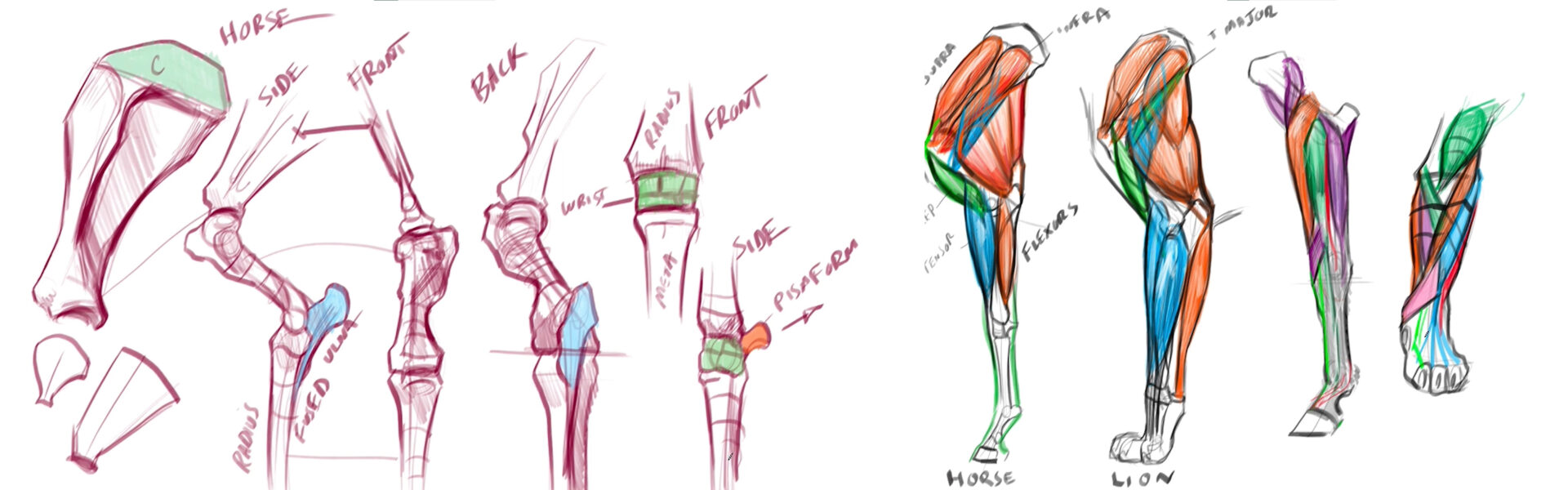 Animal Forelimb Skeleton and Construction | New Masters Academy