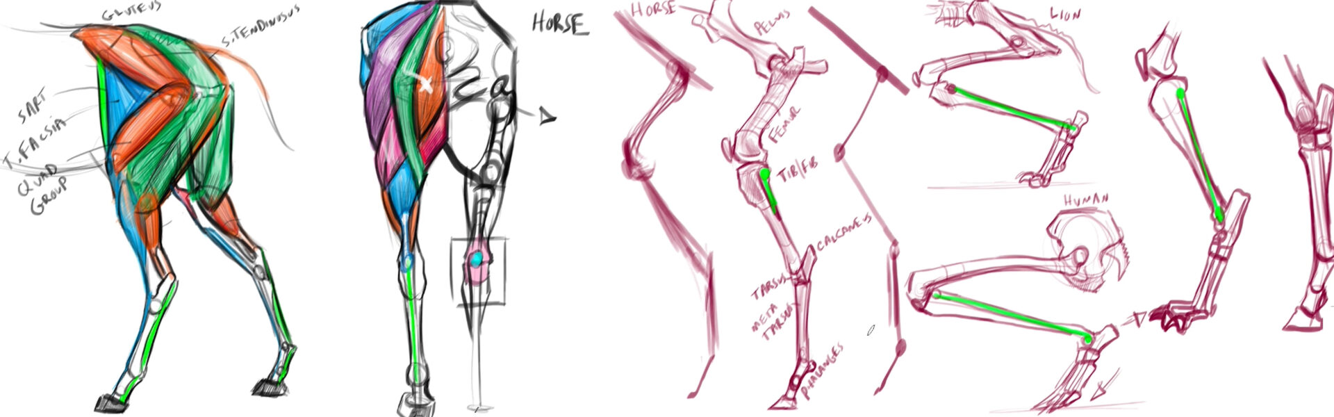 Superficial Muscles of Animal’s Hindlimbs | New Masters Academy