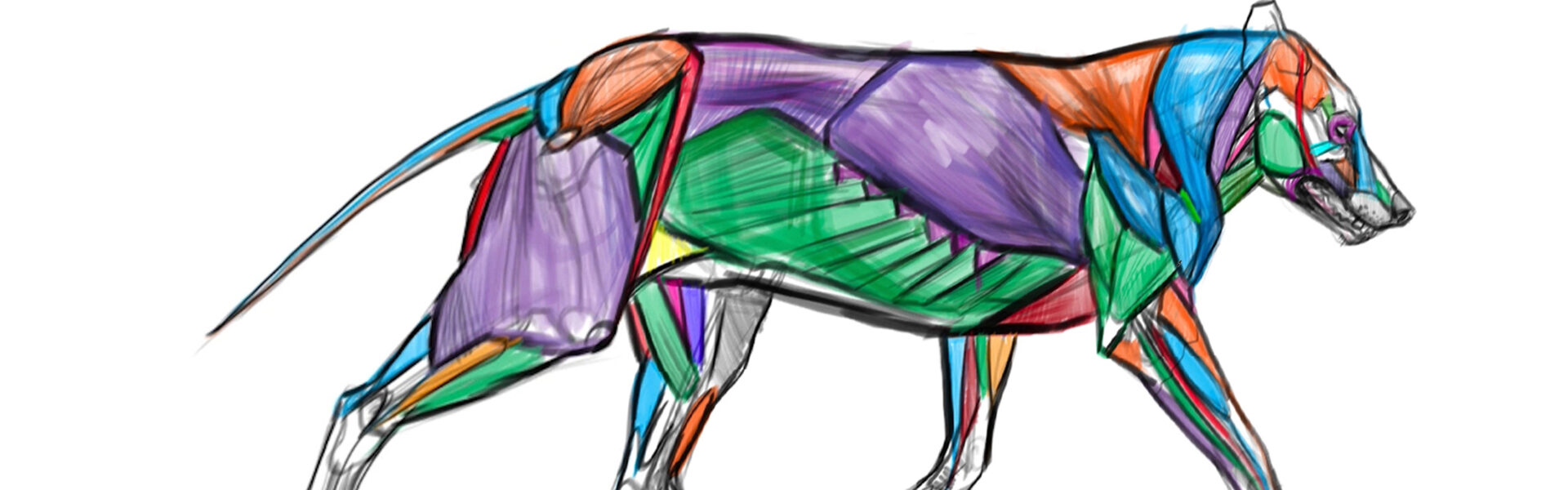 Superficial Muscles of a Canine | New Masters Academy