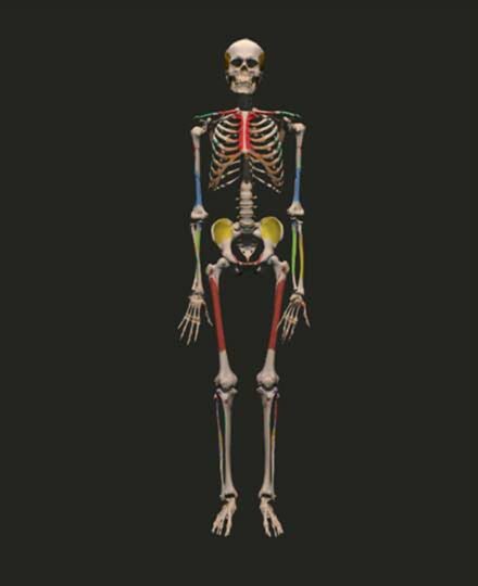 Rey’s Anatomy: The Skeleton | New Masters Academy