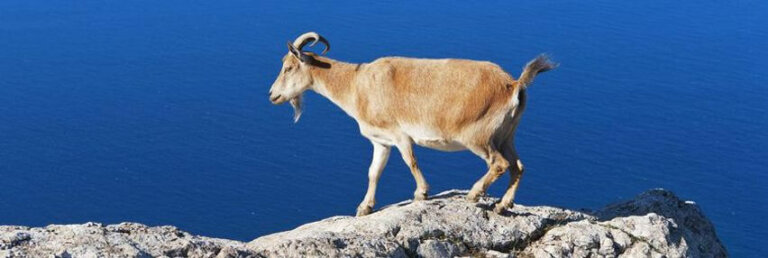 Exotic Wildlife on St. Barths- Le Sereno | St. Barths Beach Hotel ...