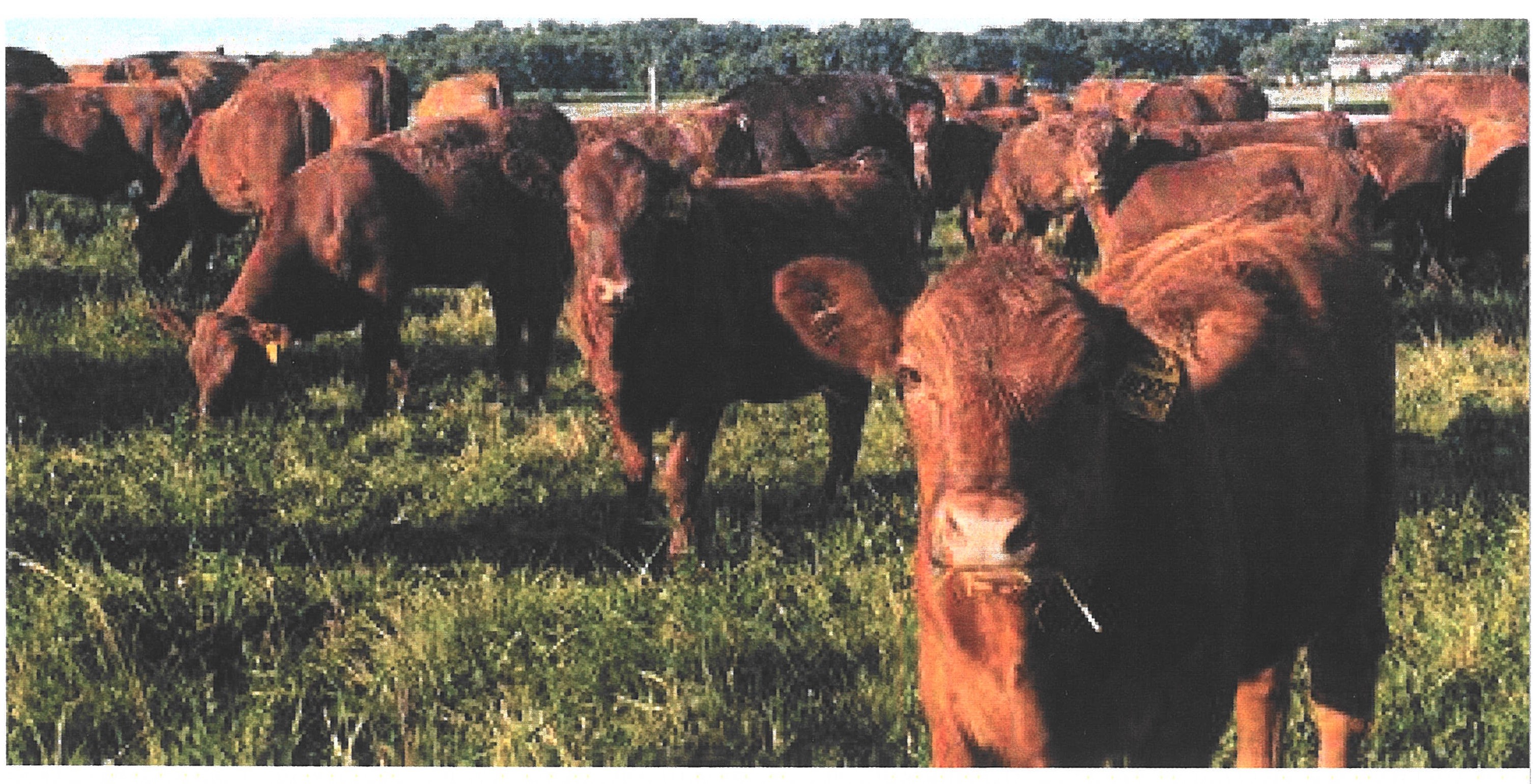 Better Soils Through Adaptive Grazing