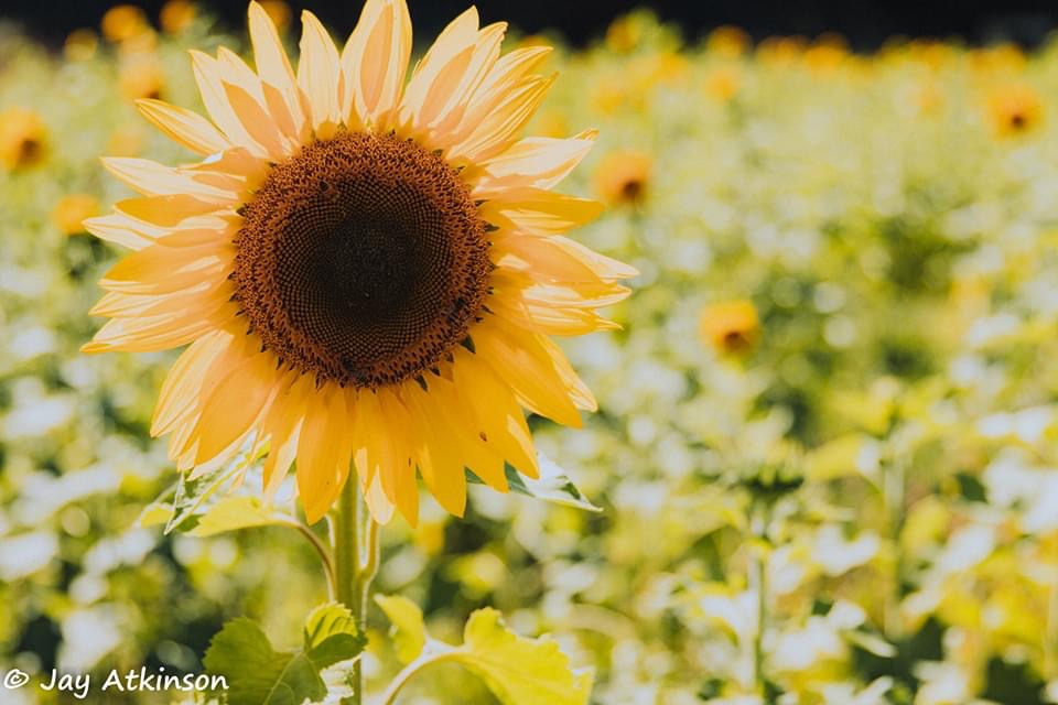Sunflower Patch