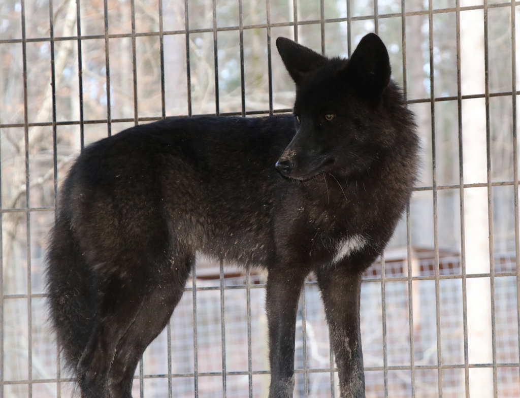 Berry College's Atlanta Coyote Project