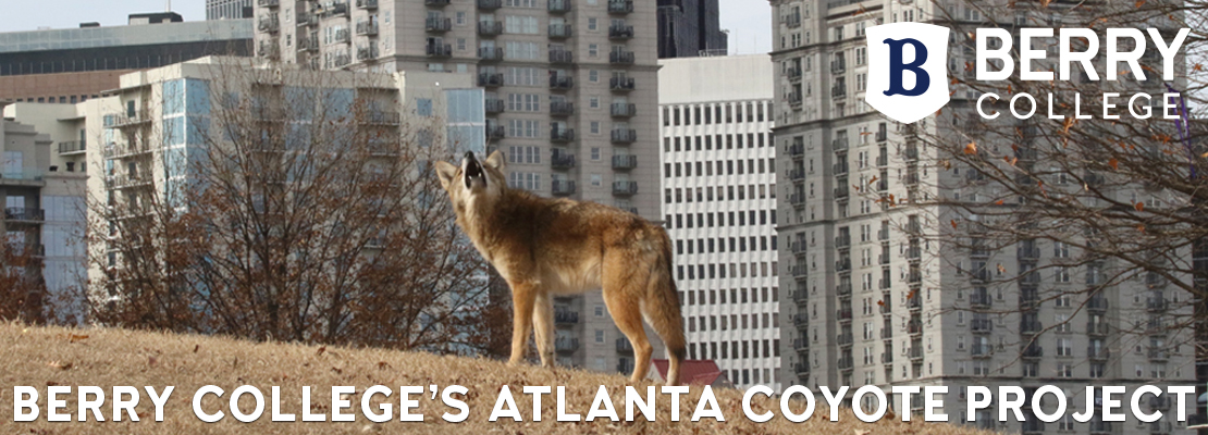Berry College's Atlanta Coyote Project