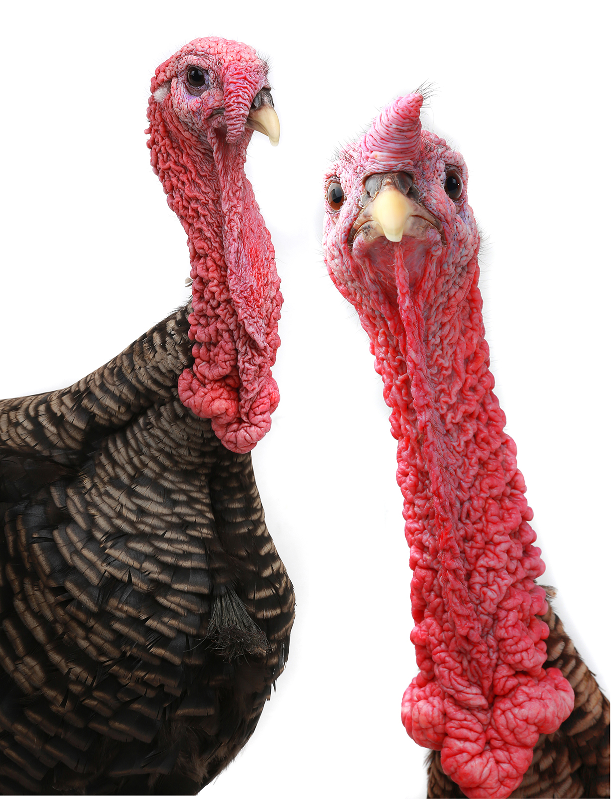 Let's Talk Turkey
