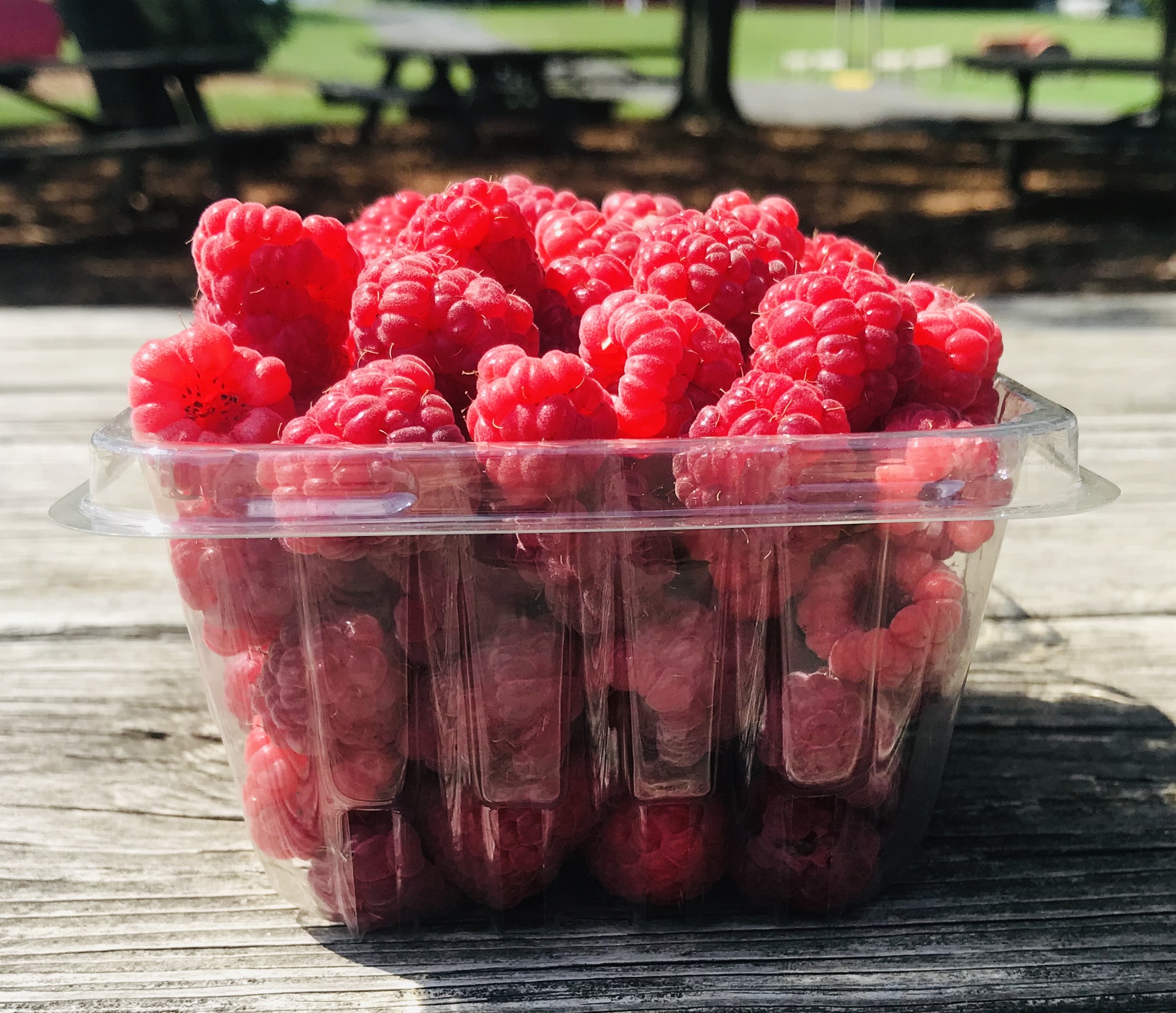 Sunflower Spectacular 2021