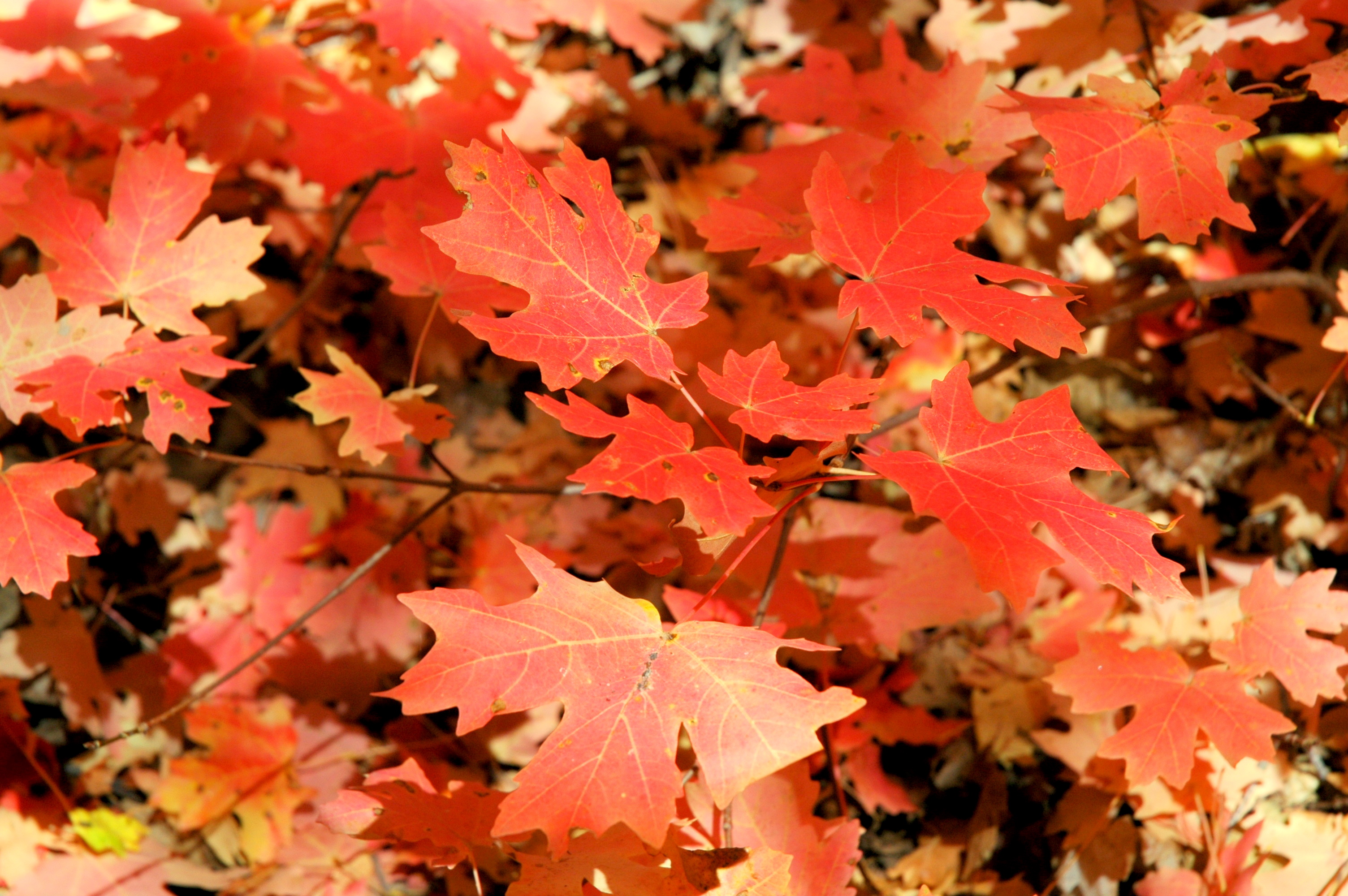 Fall Hayrides & Picking 2024