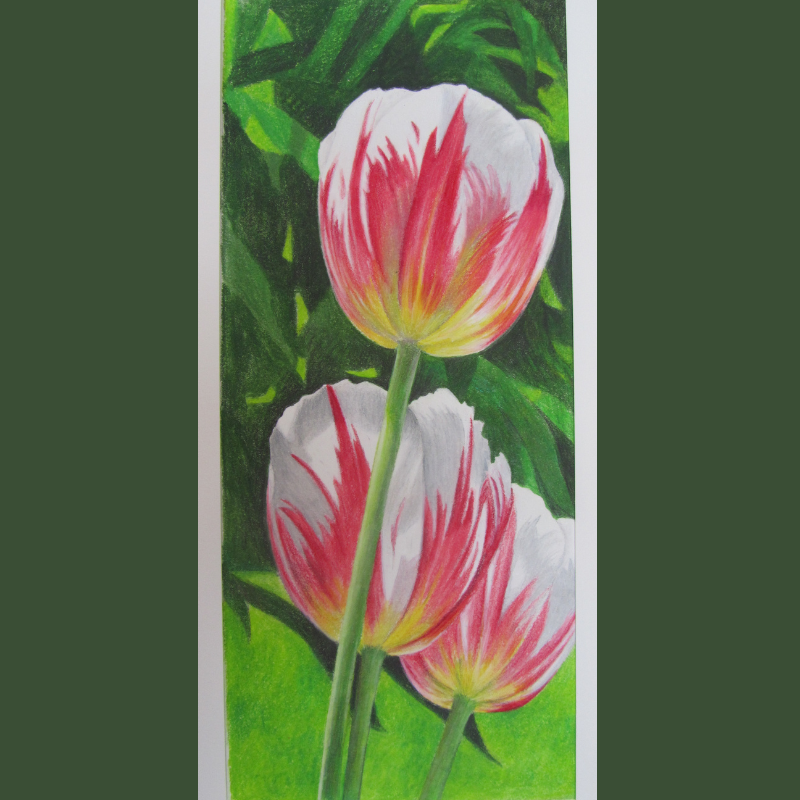Two-tone Tulips w/Lydia Steeves