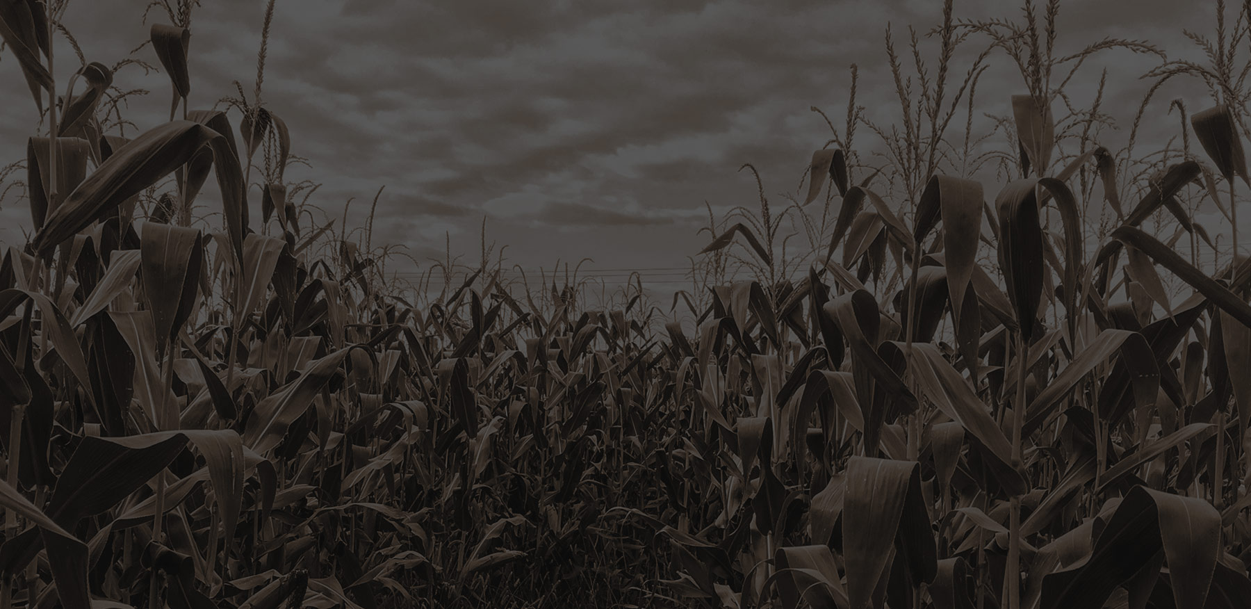 Fall Corn Maze and Pumpkin Patch