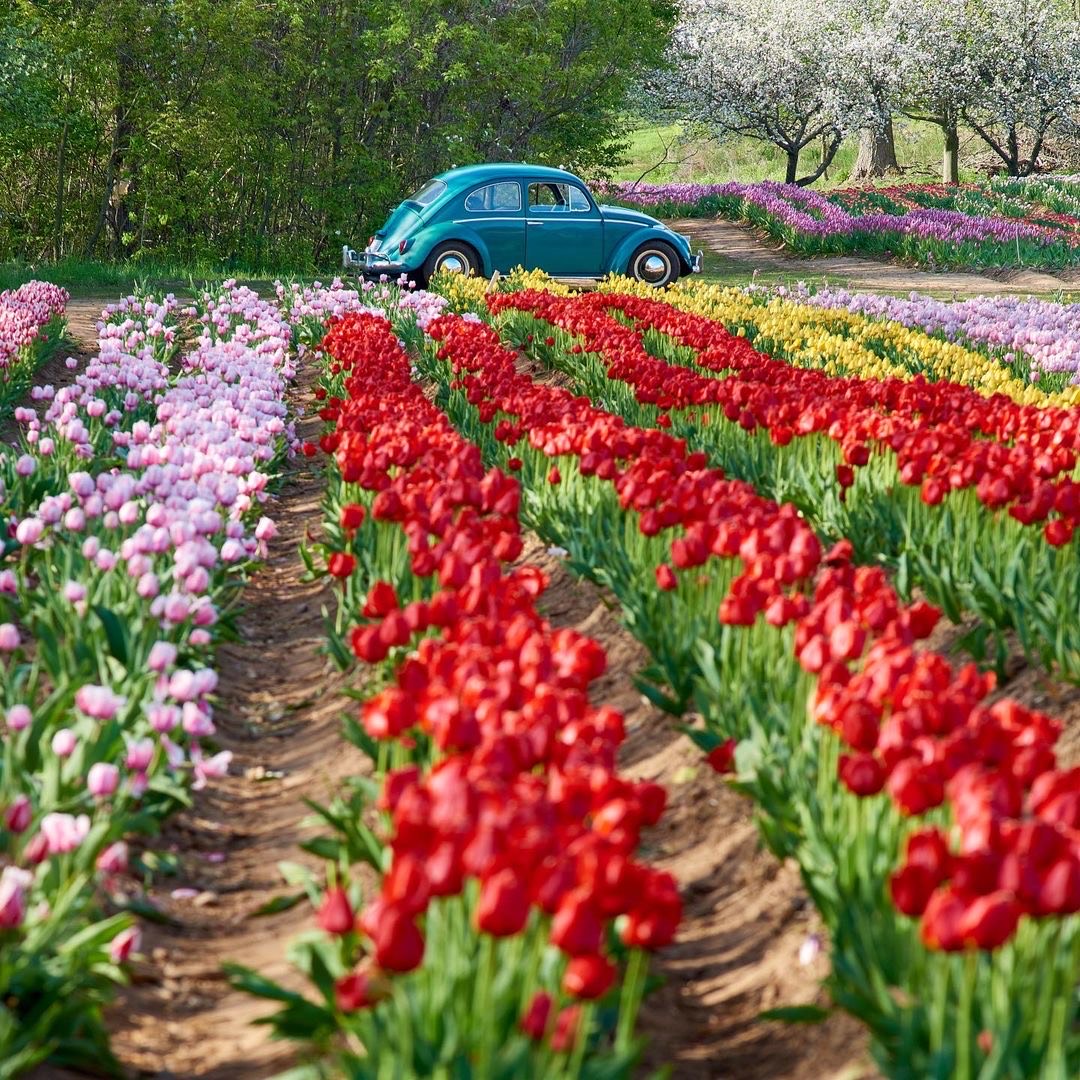 Tasc Tulip Pick Farm