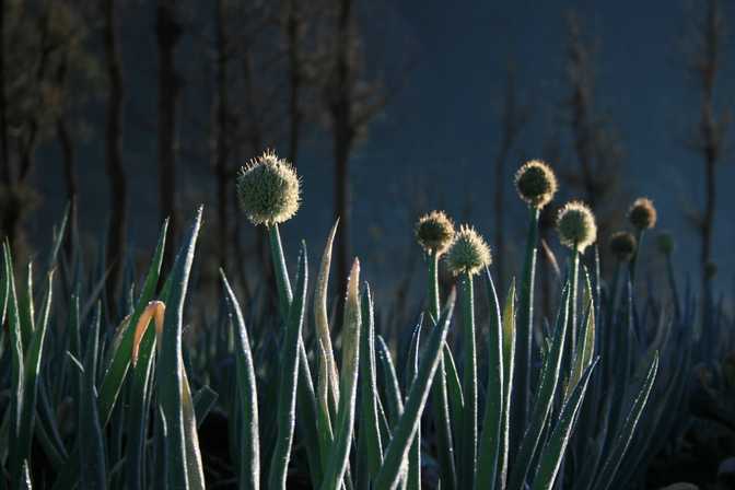 Pyongyang vs Seoul: What is the difference?