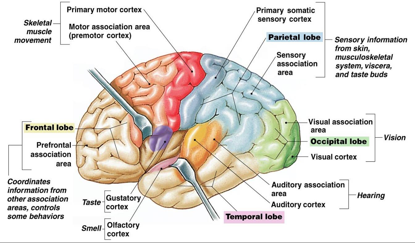 What Area Of The Brain Gives Us Sense Of Smell The Cerebrum 