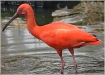 Figurative language in "The Scarlet Ibis" by James Hurst - eNotes.com