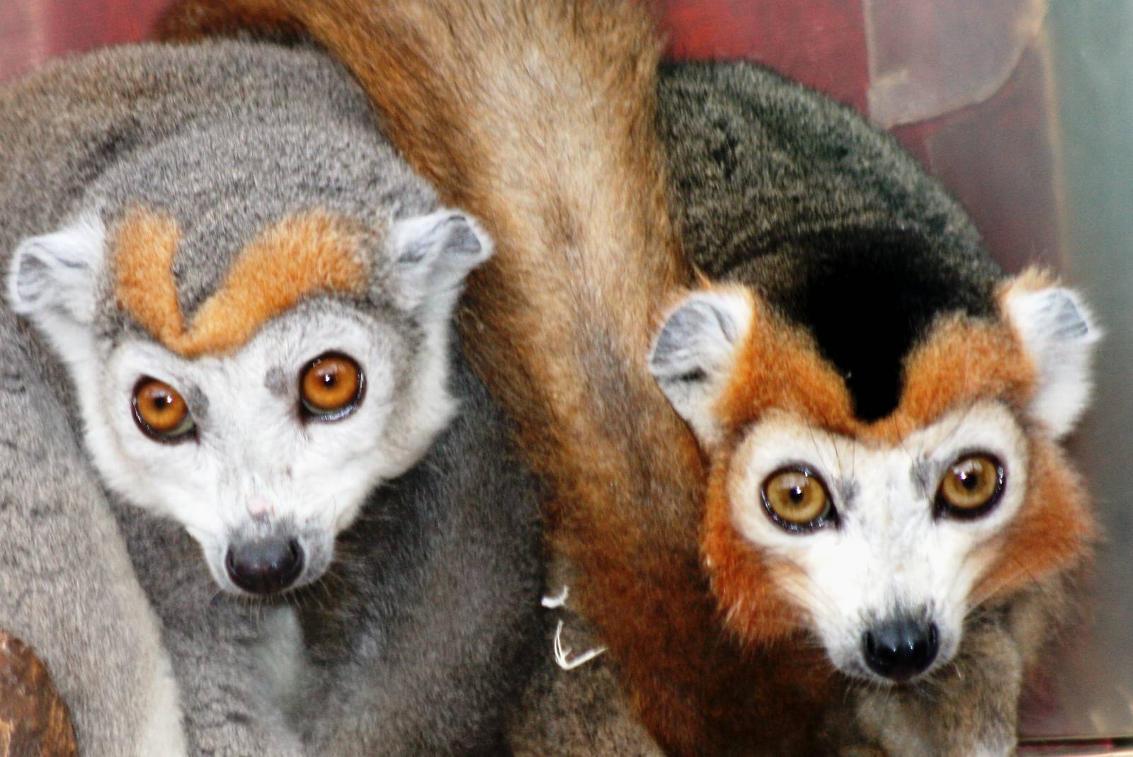 Crowned lemur - Alchetron, The Free Social Encyclopedia