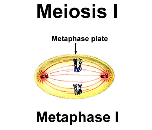 Meiosis Metaphase 1