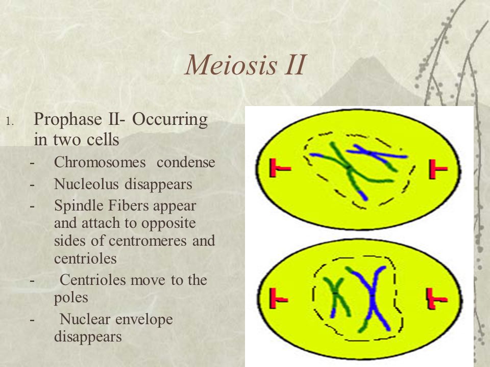 Prophase ii - chicagodop