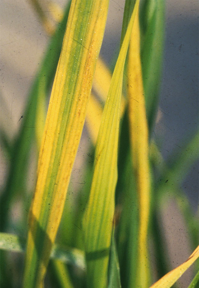 TUNGRO DISEASE, RICE - INDIA: (ARUNACHAL PRADESH)