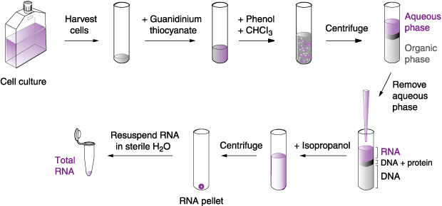 extraction adn phenol chloroforme protocole