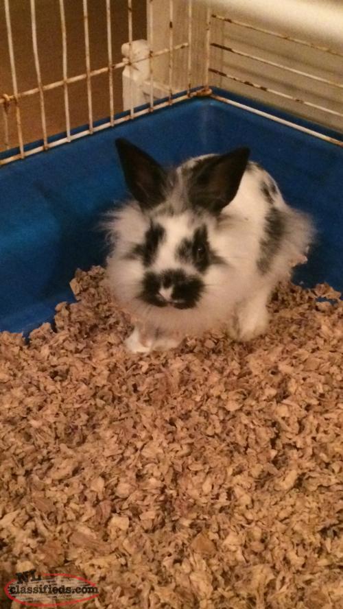 12 week old rabbit for sale - Gander, Newfoundland