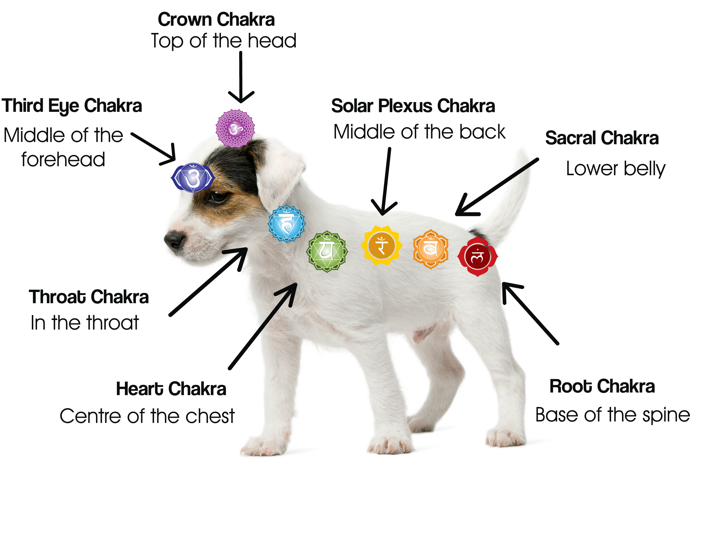 Animal chakra overview | Youzign