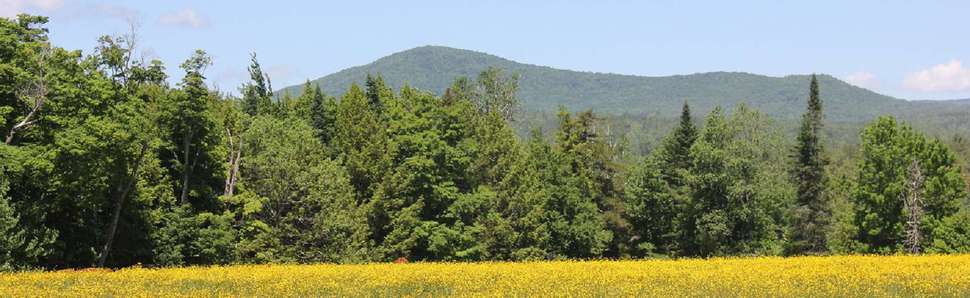 Mary Mitchell Miller Real Estate - Vermont Real Estate Mary Mitchell ...