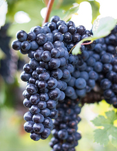 Petit Verdot - Virginia Wine