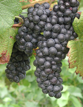 Tannat - Virginia Wine