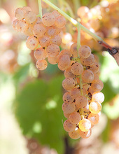 Vidal Blanc - Virginia Wine