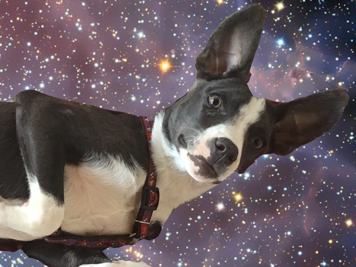 GitHub - iamRishabh07/project-dog-classification: Designed and trained ...