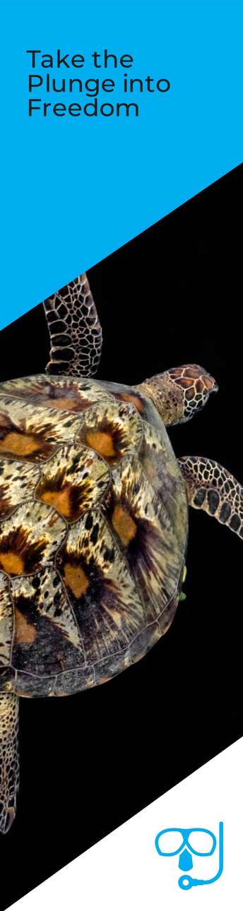 Designing Impressive Wide Skyscraper Ads with Desygner: Unlocking a ...