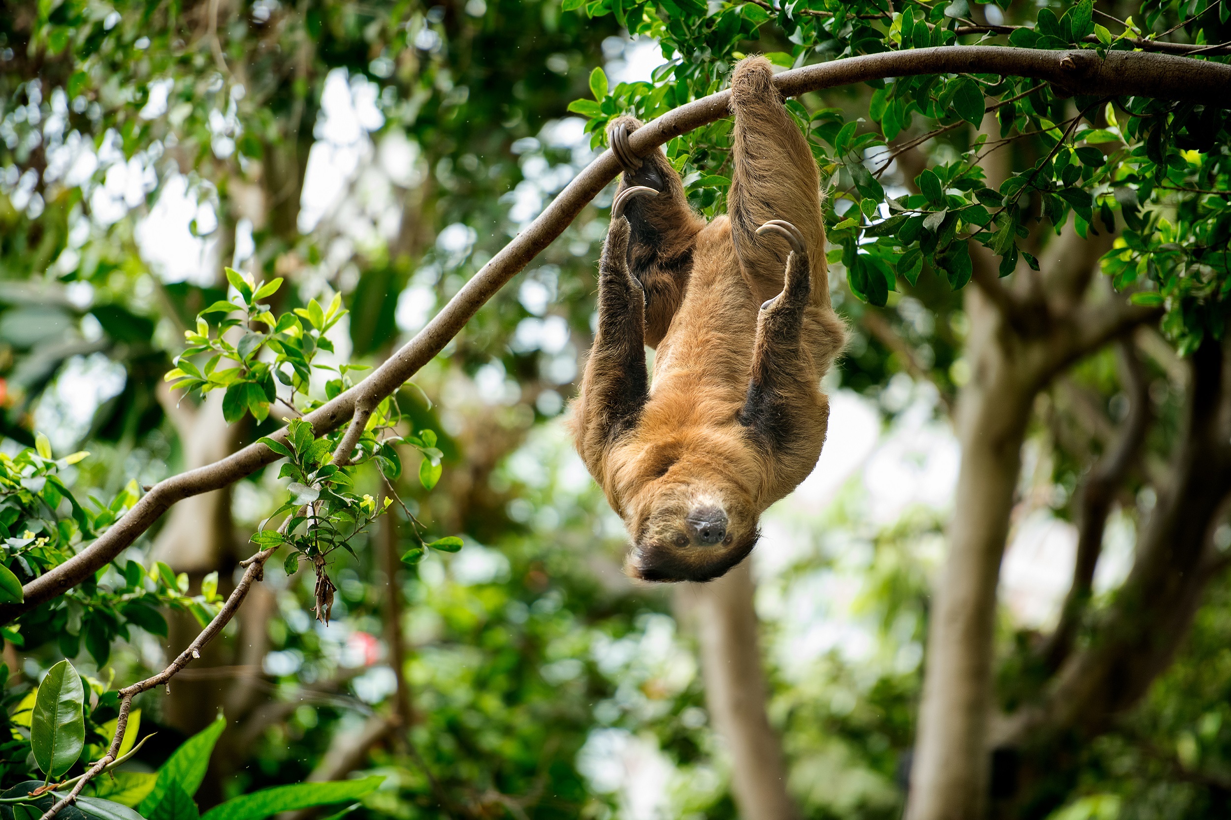 Insider's Guide: National Aviary