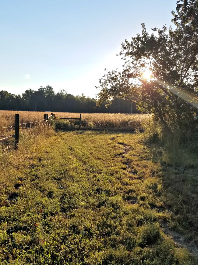 5 Benefits of Letting Your Pastures Grow without Mowing » Walking in ...
