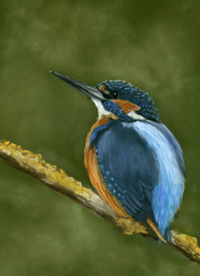 kingfisher 1