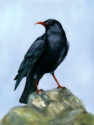 Chough - Acrylic on Canvass
