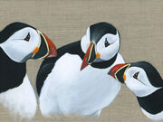 Puffins